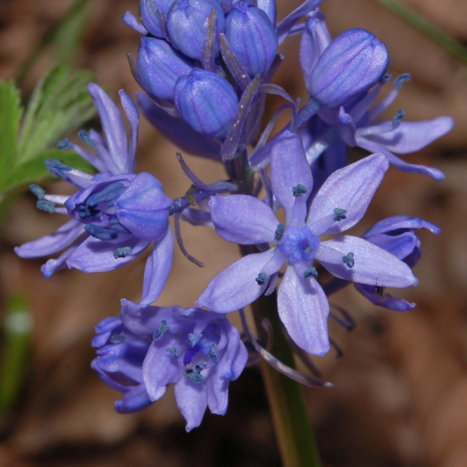 Italian Bluebell (Hyacinthoides Italica) Plant Care & How to Grow, Water
