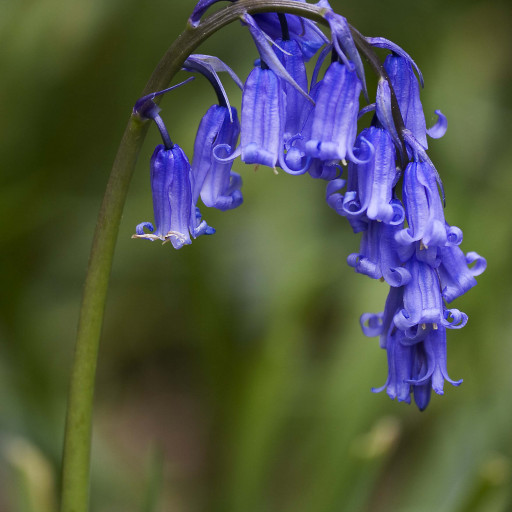 English Bluebell (Hyacinthoides Non-scripta) Plant Care & How to Grow ...
