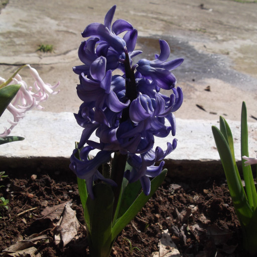 Hyacinths (Hyacinthus) Plant Care & How to Grow, Water