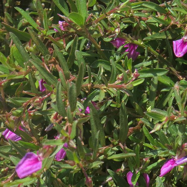 Spade Flower (Hybanthus Enneaspermus) Care Guide: Water, Soil ...