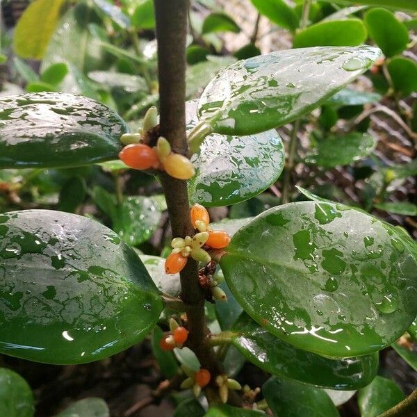 Hydnophytum Pauper Care Guide: Water, Soil & Propagation - Plantiary