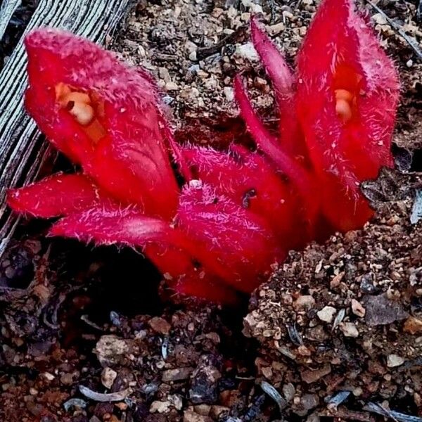 Milkbush Jackalskos (Hydnora Africana) Plant Care & How to Grow, Water