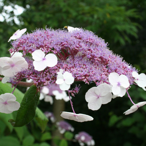 Rough-Leaf Hydrangea (Hydrangea Aspera) Plant Care & How to Grow, Water