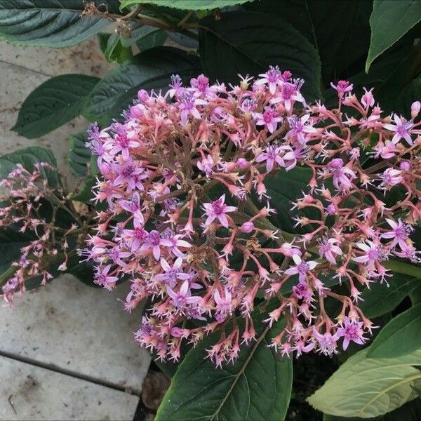 Anti-Febrile Dichroa (Chinese Quinine) (Hydrangea Febrifuga) Plant Care ...