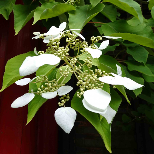 Japanese Hydrangea Vine (Hydrangea Hydrangeoides) Plant Care & How to ...