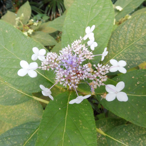 Hydrangea Involucrata Plant Care & How to Grow, Water