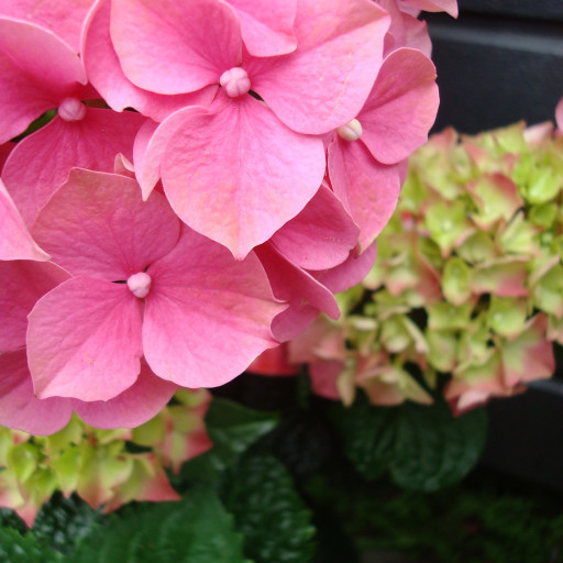 Hydrangea (Hydrangea Macrophylla) Plant Care & How to Grow, Water