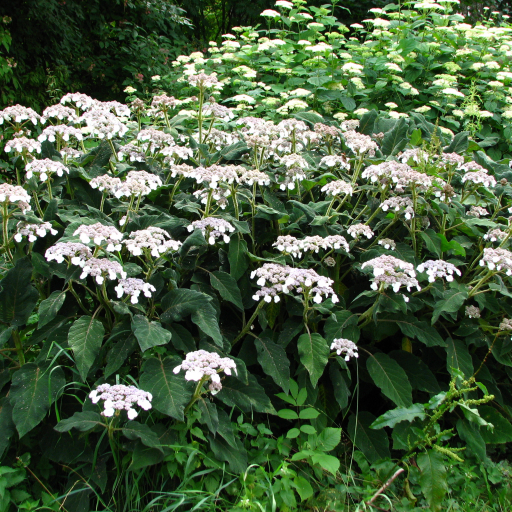 Bigleaf Hydrangea (Hydrangea Sargentiana) Care Guide: Water, Soil ...