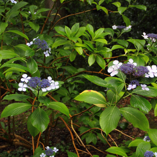 Mountain Hydrangea (Hydrangea Serrata) Plant Care & How to Grow, Water