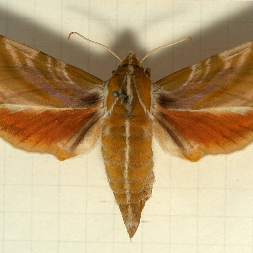 Hydrangea Spp. Plant Care & How to Grow, Water