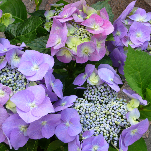 Hydrangeas (Hydrangea) Plant Care & How to Grow, Water