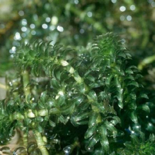 Waterthyme (Hydrilla Verticillata) Plant Care & How to Grow, Water