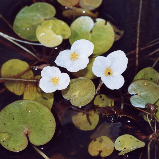 European Frog's-Bit (Hydrocharis Morsus-ranae) Care Guide: Water, Soil ...