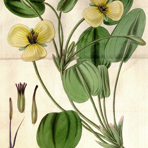 Water-Poppy (Hydrocleys Nymphoides) Plant Care & How to Grow, Water