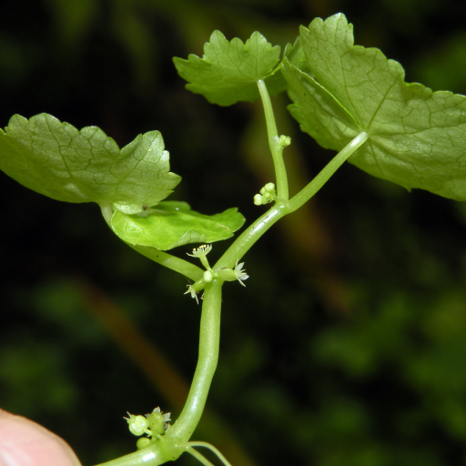American Marshpennywort (Hydrocotyle Americana) Plant Care & How to ...