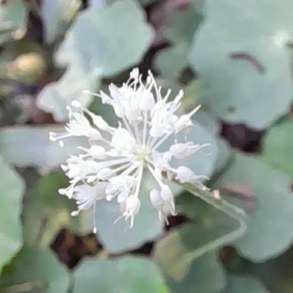 Hydrocotyle Callicephala Plant Care & How to Grow, Water