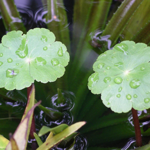 Floating Pennywort (Hydrocotyle Ranunculoides) Plant Care & How to Grow ...