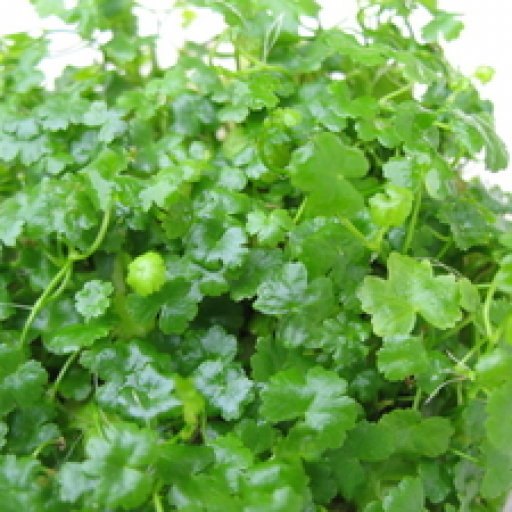 Three-Part Pennywort (Hydrocotyle Tripartita) Plant Care & How to Grow ...