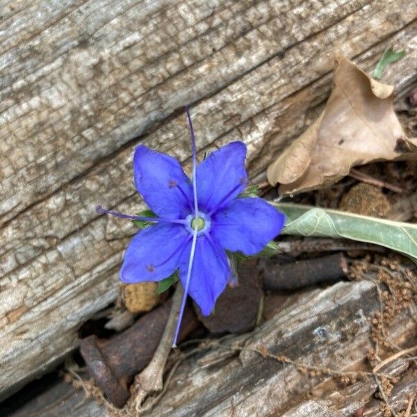 Skyflower (Hydrolea Corymbosa) Plant Care & How to Grow, Water
