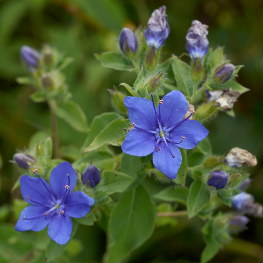 Blue Water Leaf (Hydrolea Ovata) Care Guide: Water, Soil & Propagation ...