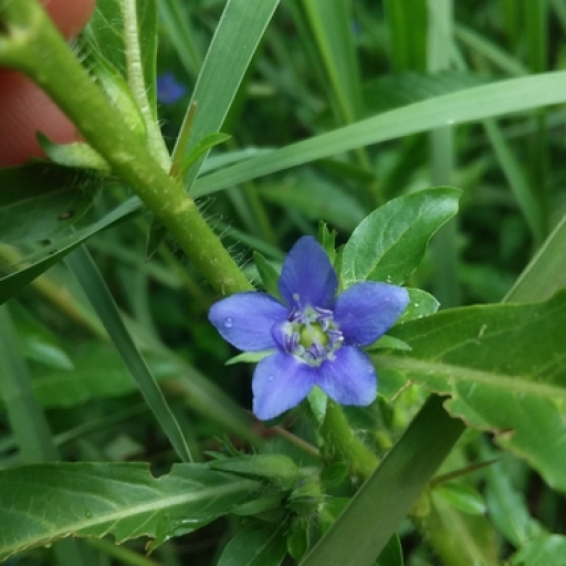 Waterpod (Hydrolea Quadrivalvis) Care Guide: Water, Soil & Propagation ...