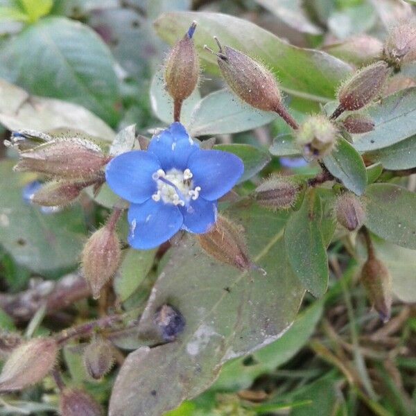 Ceylon Hydrolea (Hydrolea Zeylanica) Plant Care & How to Grow, Water