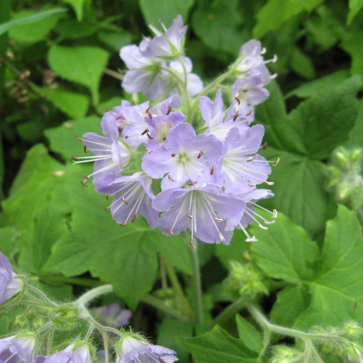 Great Waterleaf (Hydrophyllum Appendiculatum) Plant Care & How to Grow ...