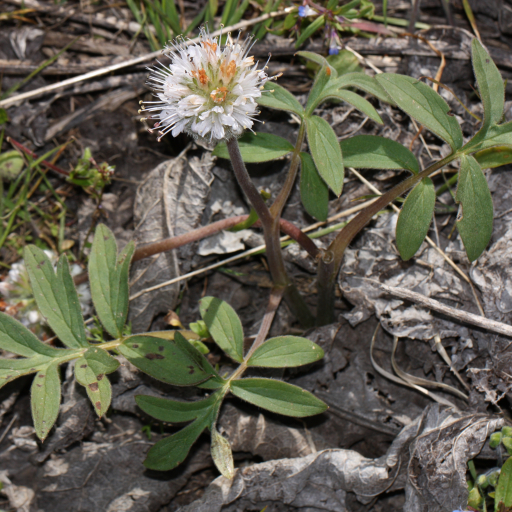 Ballhead Waterleaf (Hydrophyllum Capitatum) Plant Care & How to Grow, Water