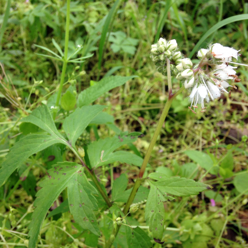 Virginia Waterleaf (Hydrophyllum Virginianum) Plant Care & How to Grow ...