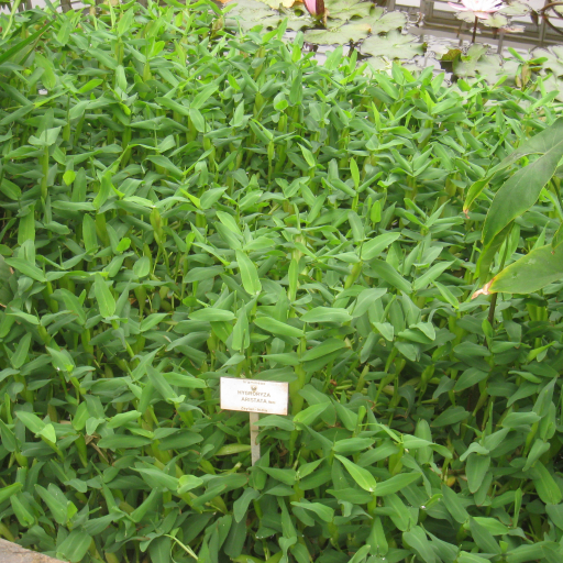 Bengal Wild Rice (Hygroryza Aristata) Plant Care & How to Grow, Water