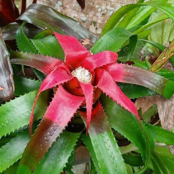 Hylaeaicum Pendulum Care Guide: Water, Soil & Propagation - Plantiary