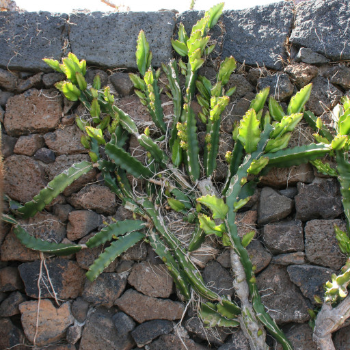 Serpentine Wood (Rauvolfia Serpentina) Plant Care & How to Grow, Water