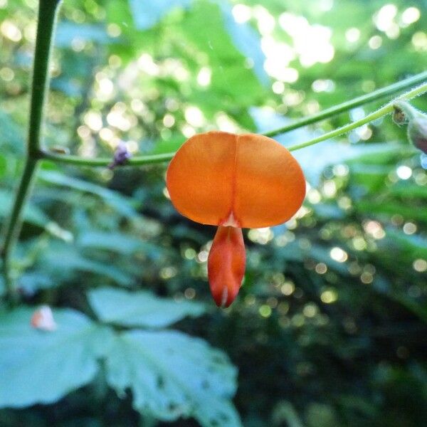 Chinese Wavy-Leaf Desmodium (Hylodesmum Repandum) Plant Care & How to ...