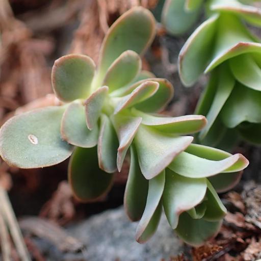 Evergreen Orpine (Hylotelephium Anacampseros) Plant Care & How to Grow ...