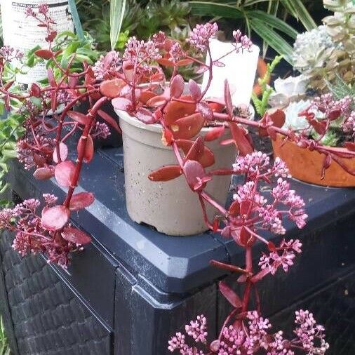 Hylotelephium Subcapitatum Plant Care & How to Grow, Water