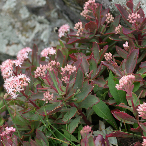 Allegheny Stonecrop (Hylotelephium Telephioides) Plant Care & How to ...