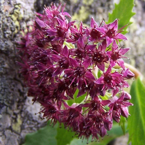 Orpine (Hylotelephium Telephium) Plant Care & How to Grow, Water