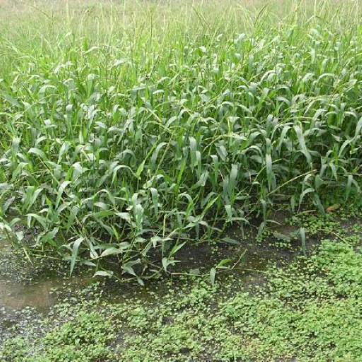 Olive Hymenachne (Hymenachne Amplexicaulis) Plant Care & How to Grow, Water