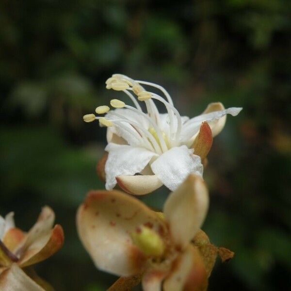 Hymenaea Oblongifolia Plant Care & How to Grow, Water