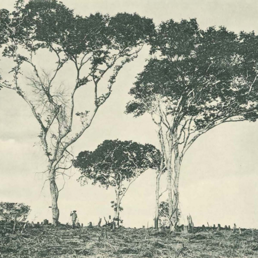 East African Gum Copal (Hymenaea Verrucosa) Care Guide: Water, Soil ...