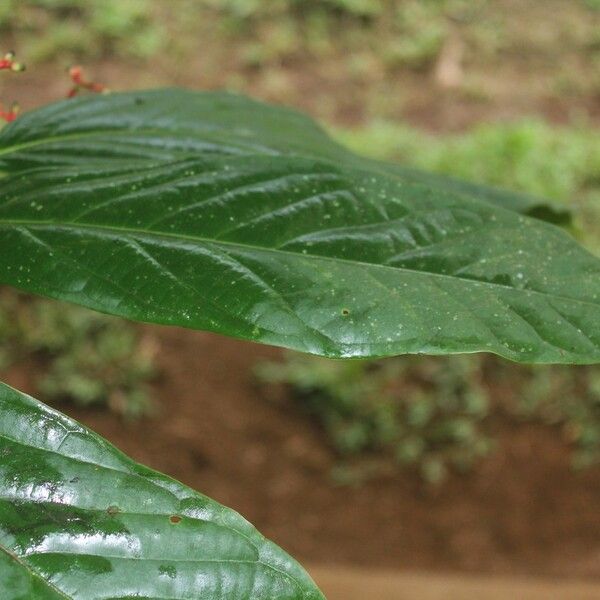 Hymenandra Stenophylla Plant Care & How to Grow, Water