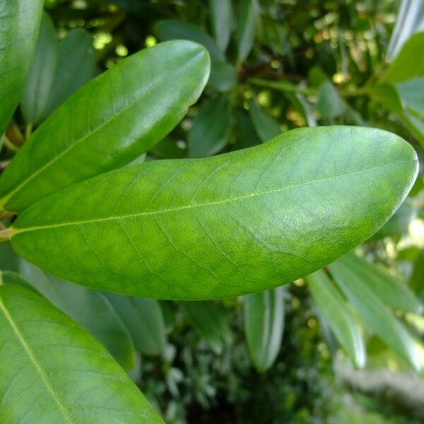 Hymenanthes Catawbiensis Plant Care & How to Grow, Water