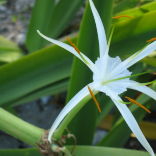 Cayman Islands Spider-Lily (Hymenocallis Latifolia) Plant Care & How to ...