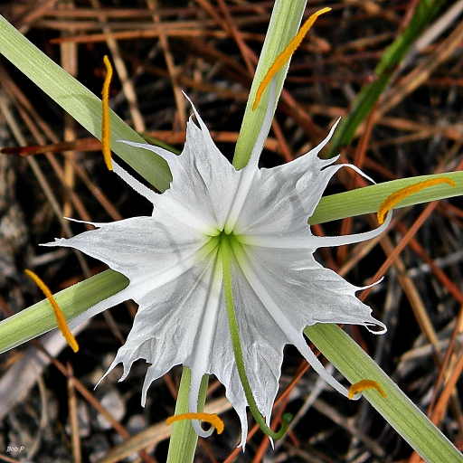 Alligator Lily (Hymenocallis Palmeri) Plant Care & How to Grow, Water