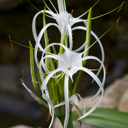 Green-Tinge Spiderlily (Hymenocallis Speciosa) Care Guide: Water, Soil ...