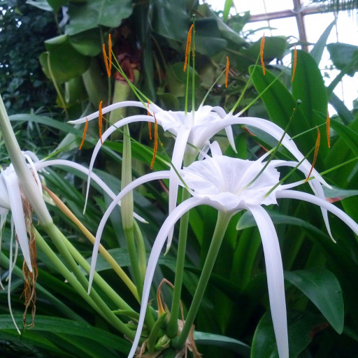 Insmene (Hymenocallis) Care Guide: Water, Soil & Propagation - Plantiary