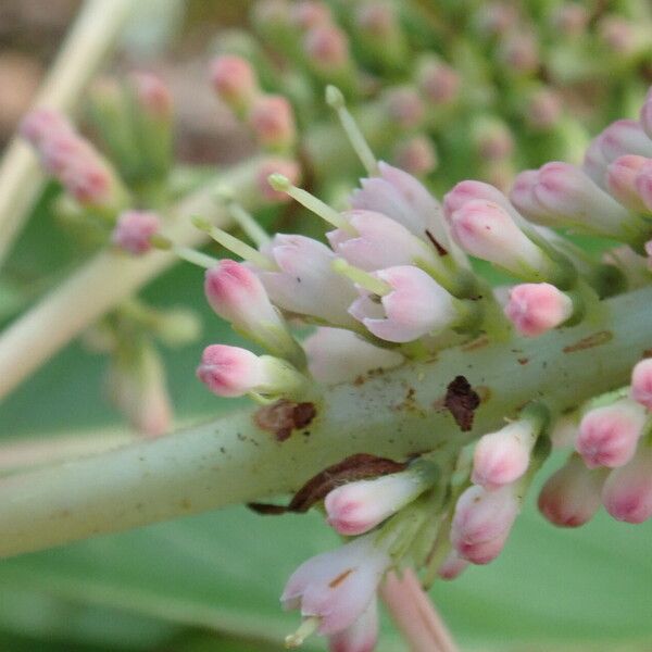 Hymenodictyon Biafranum Plant Care & How to Grow, Water