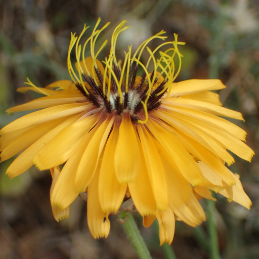 Hymenonema Laconicum Plant Care & How to Grow, Water