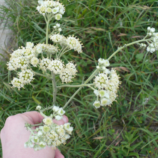 Carolina Woollywhite (Hymenopappus Scabiosaeus) Plant Care & How to ...