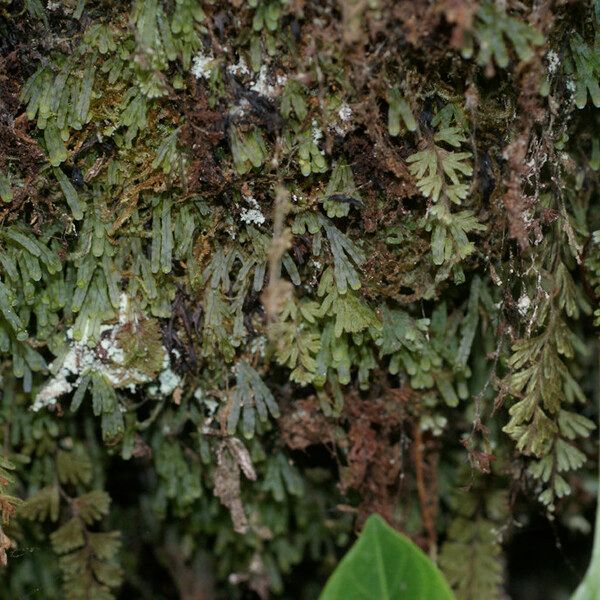 Hymenophyllum Digitatum Care Guide: Water, Soil & Propagation - Plantiary